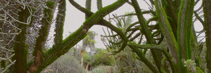 Madagascar Spiny Forest Walking Tour - The Arboretum